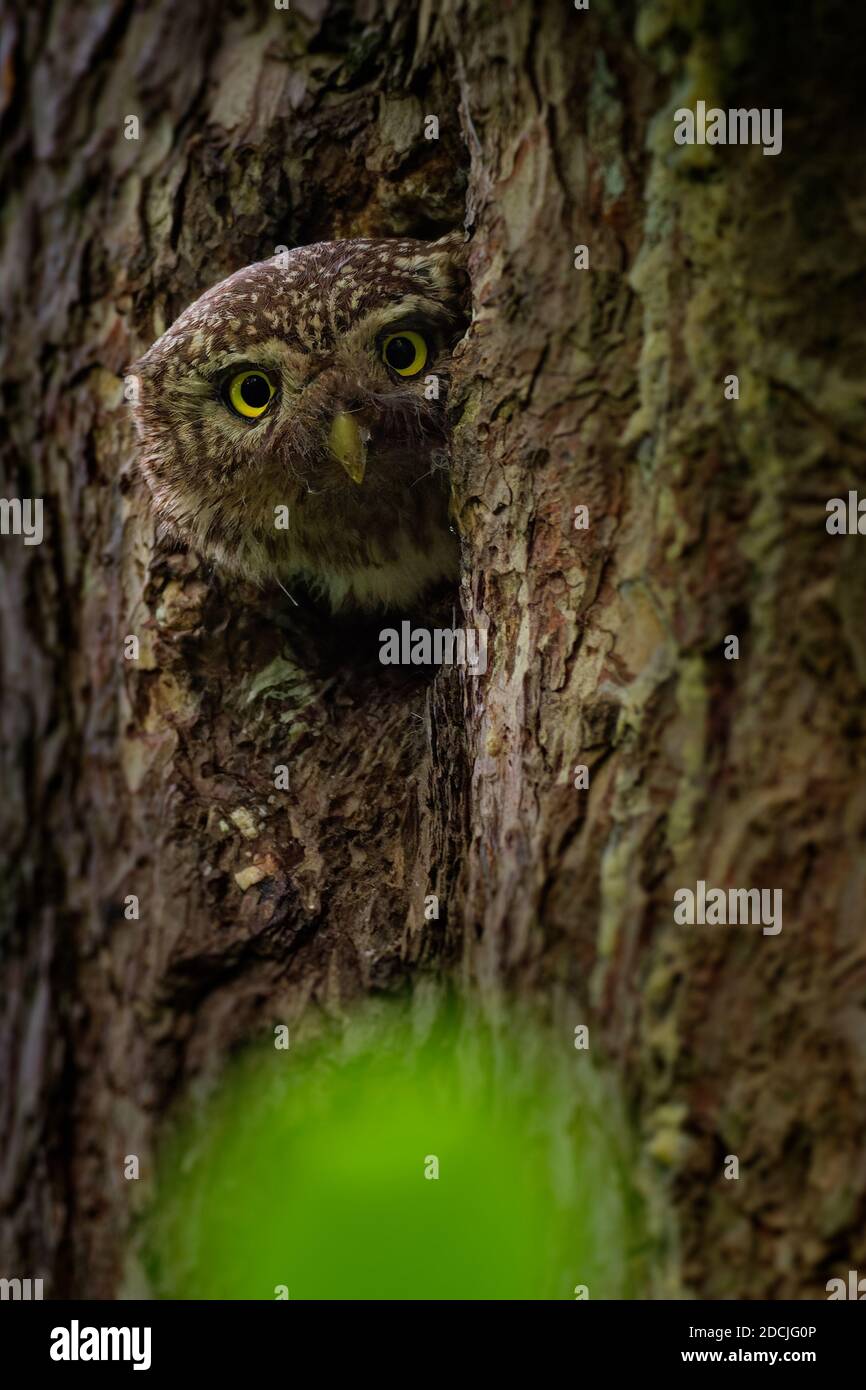 Little owl cleaning hi-res stock photography and images - Alamy