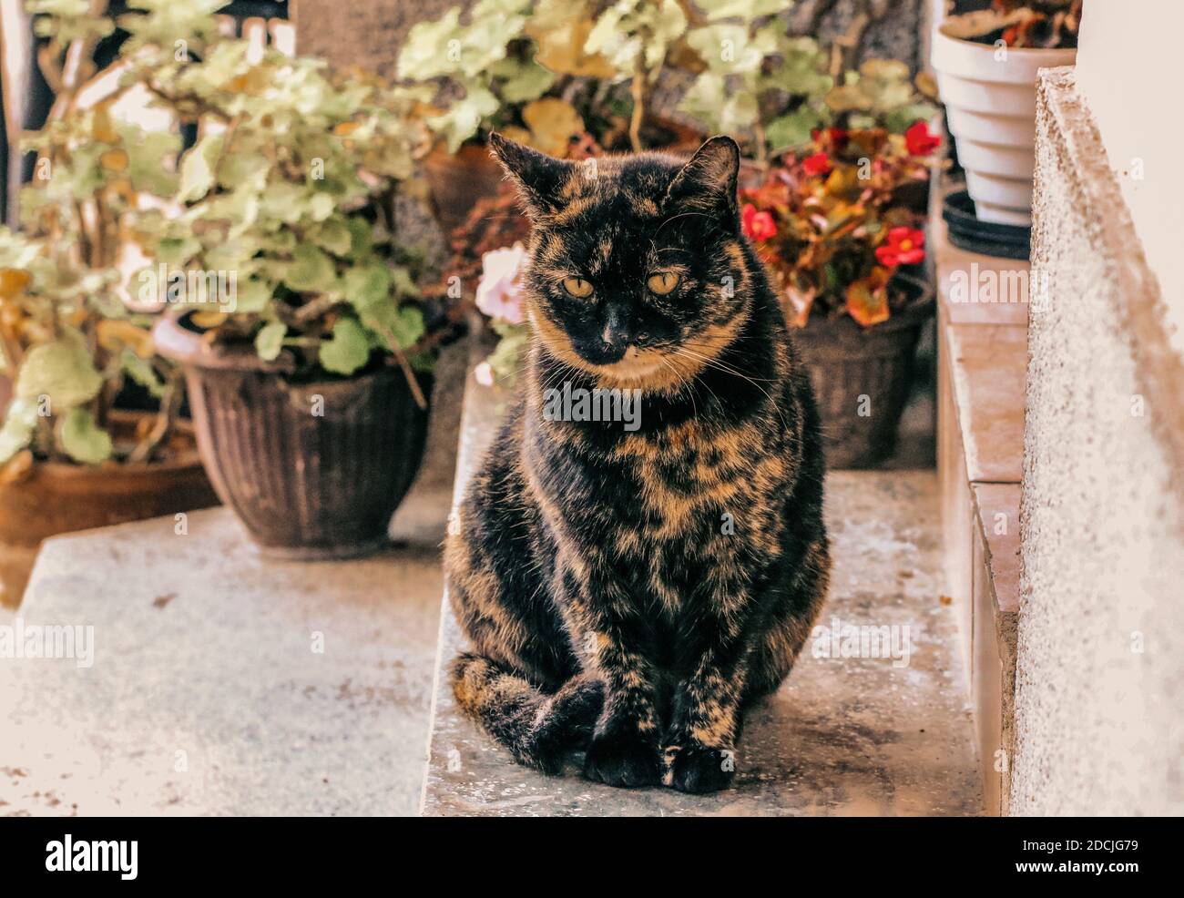 Tortoiseshell cats hi-res stock photography and images - Alamy