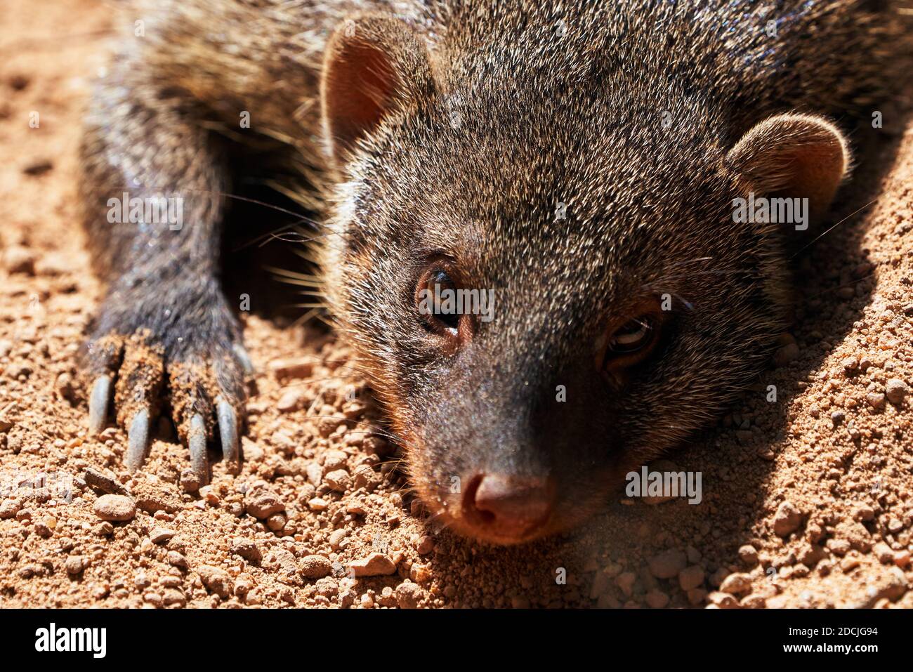 Right paw hi-res stock photography and images - Alamy