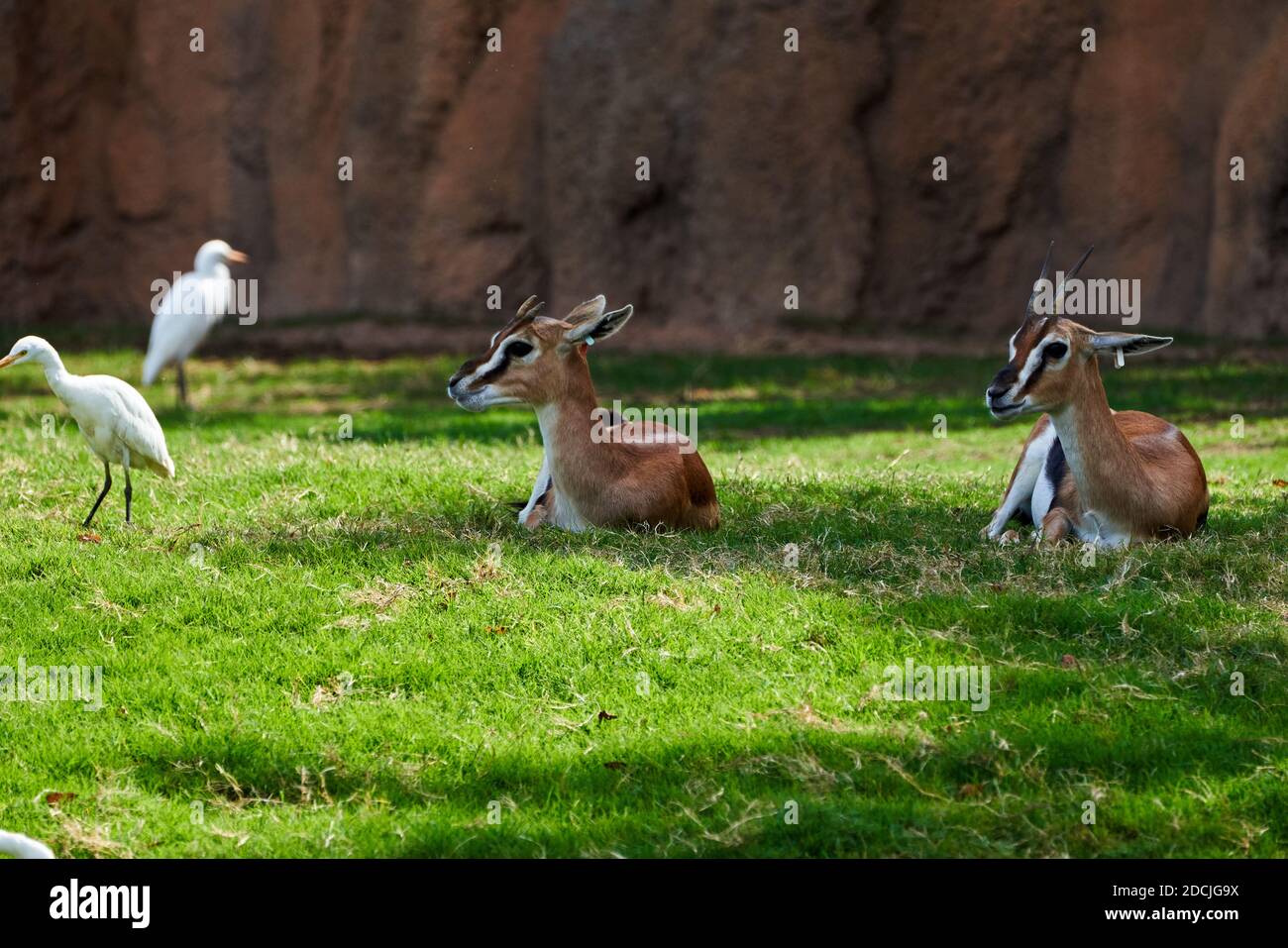 A beautiful pair of Thomson's gazelles lying on the grass with two ...