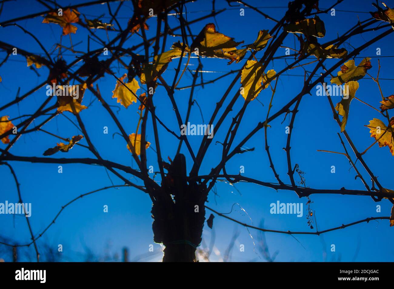 Backlight sun creating silhouette hi-res stock photography and images ...