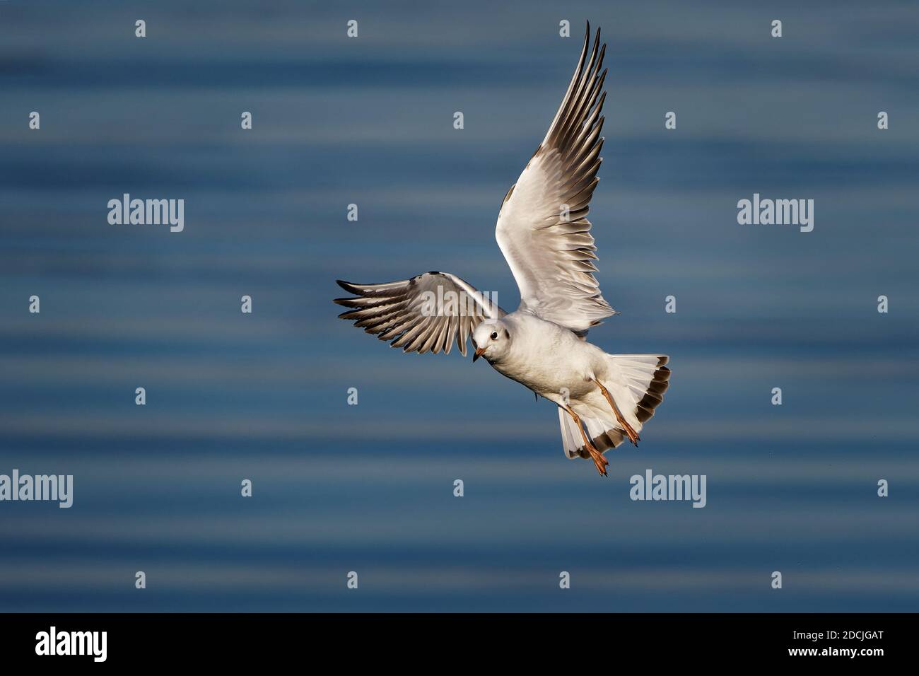 Black-headed gull (Chroicocephalus ridibundus) is a small gull, breeds ...