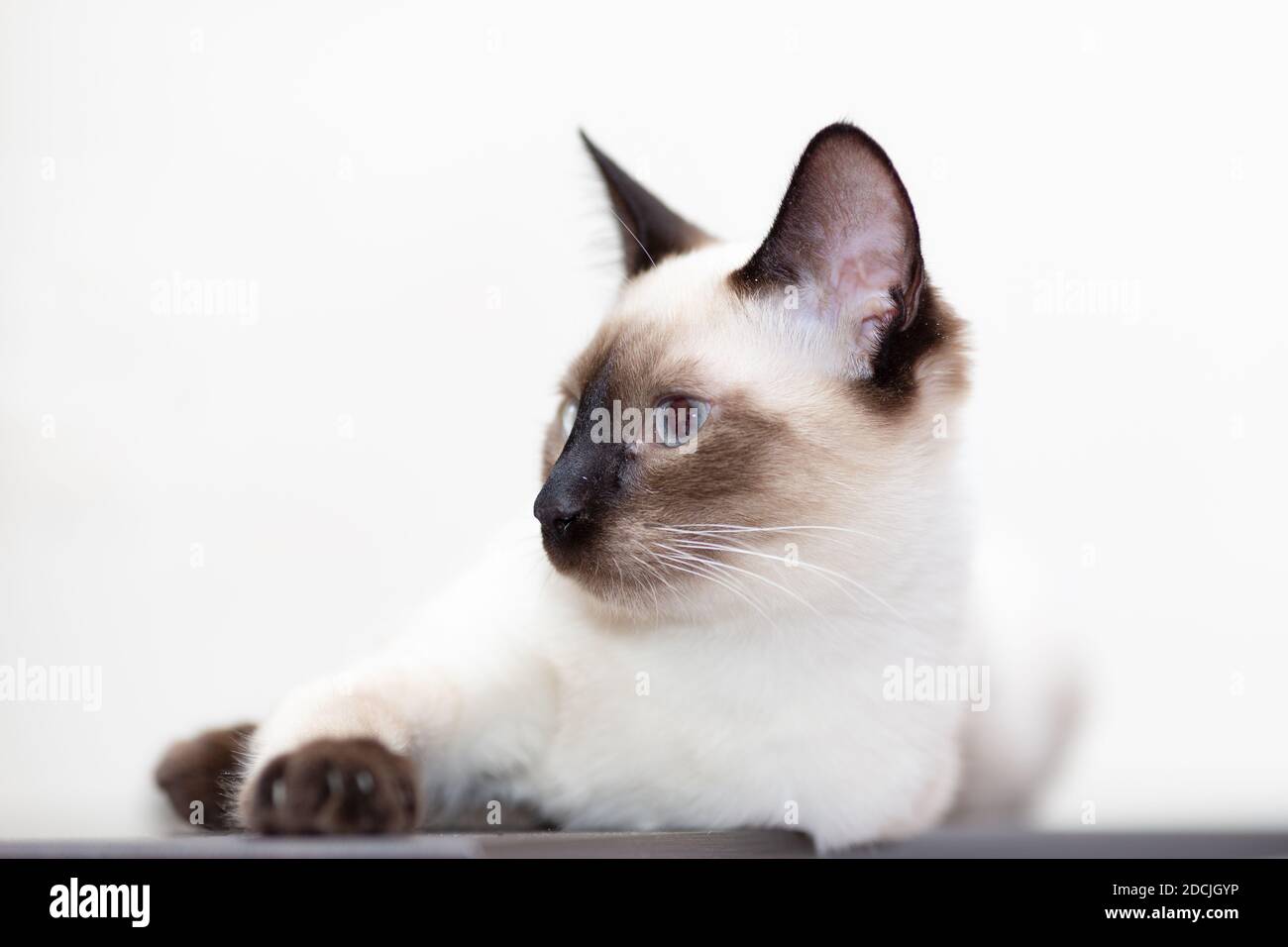 Portrait of a Thai cat, wincing a profile close-up against a bright ...
