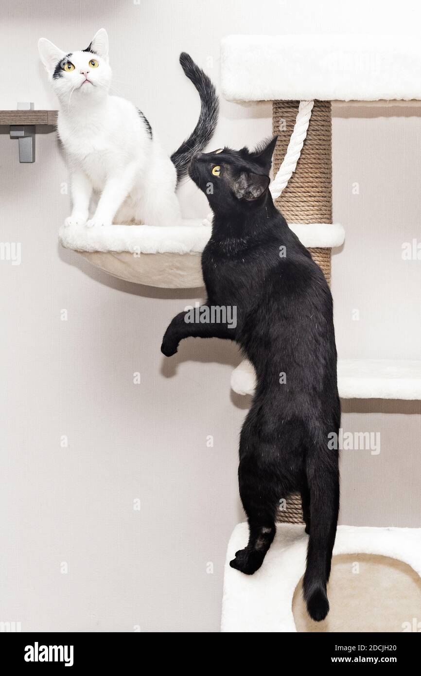 Two cats play on a special game complex for cats Stock Photo - Alamy