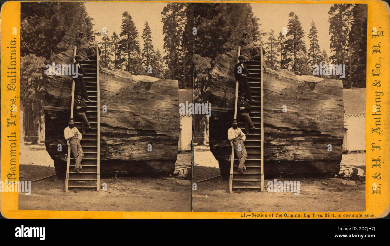 Section of the Original Big Tree, 92 ft. in circumference., still image ...