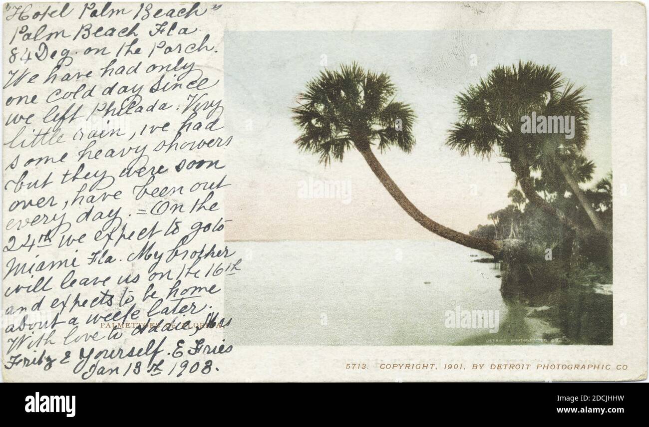 Palmettoes, Ormond, Fla., still image, Postcards, 1898 - 1931 Stock ...