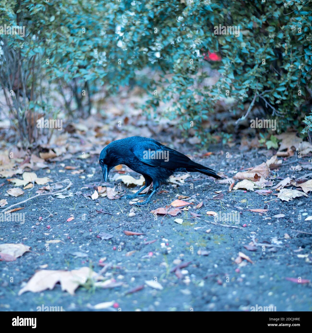 Crow standing on the ground looking down Stock Photo - Alamy