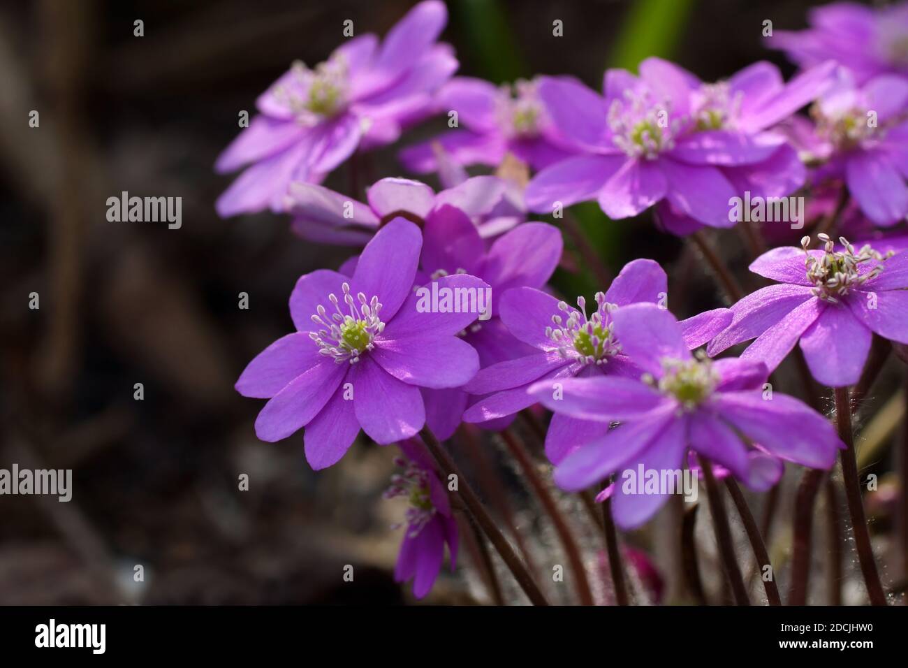 Pink hepatica hi-res stock photography and images - Alamy