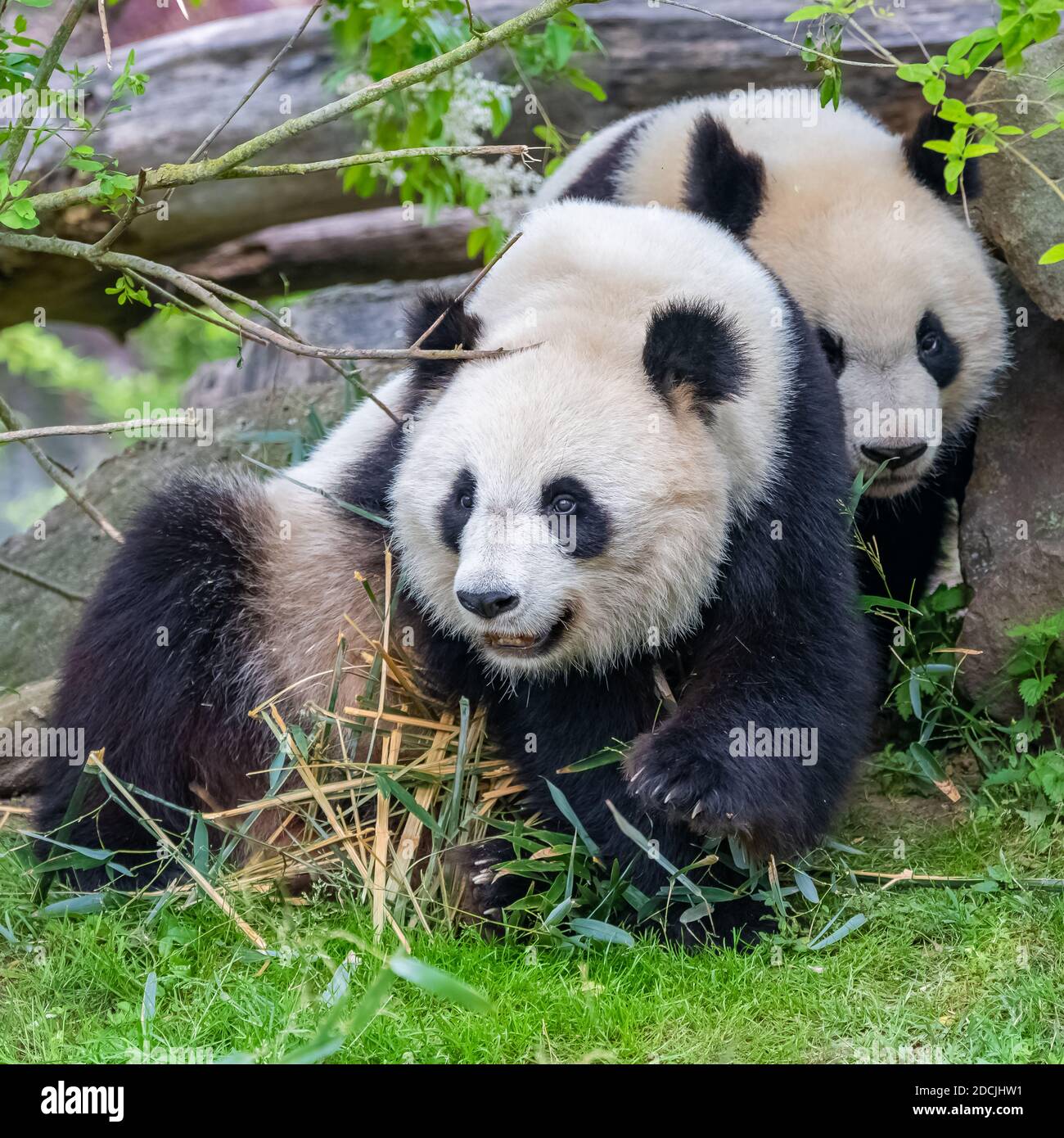 Panda eating stick hi-res stock photography and images - Alamy