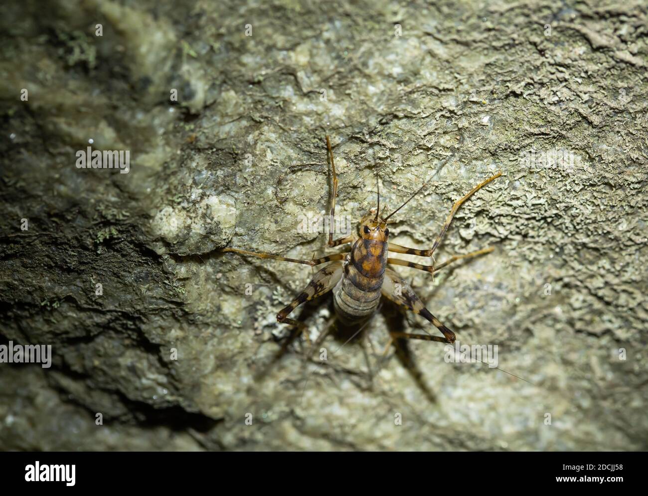 Greenhouse Camel Cricket Stock Photo - Alamy