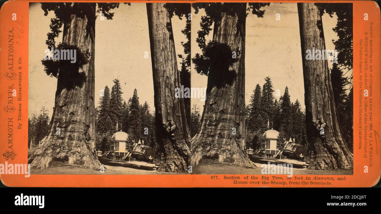 Section of the Big Tree, 30 feet in diameter, and House over the Stump ...