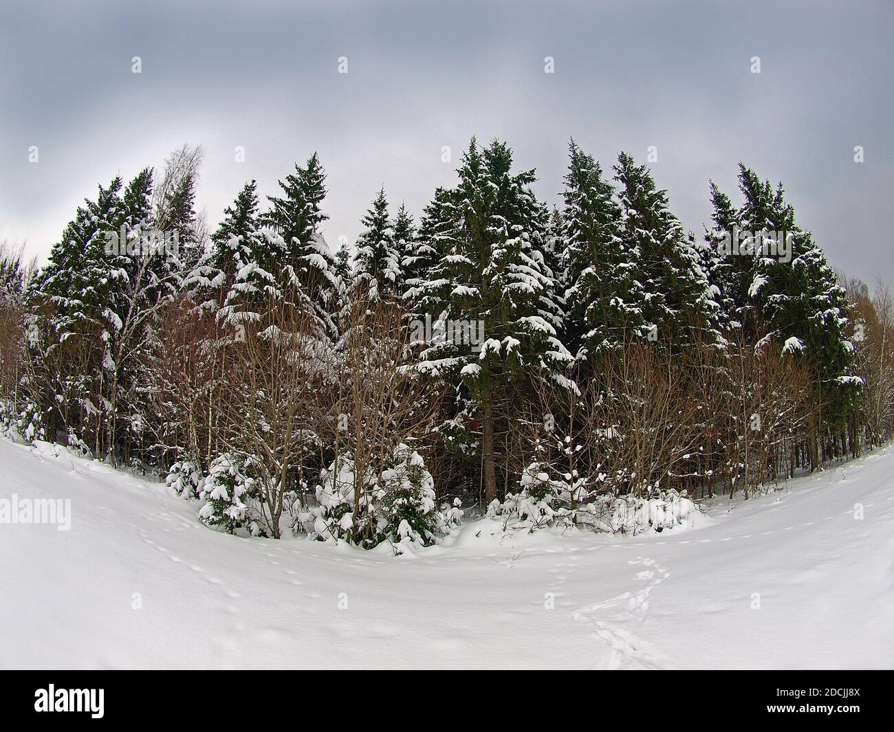 Firs in nature hi-res stock photography and images - Alamy