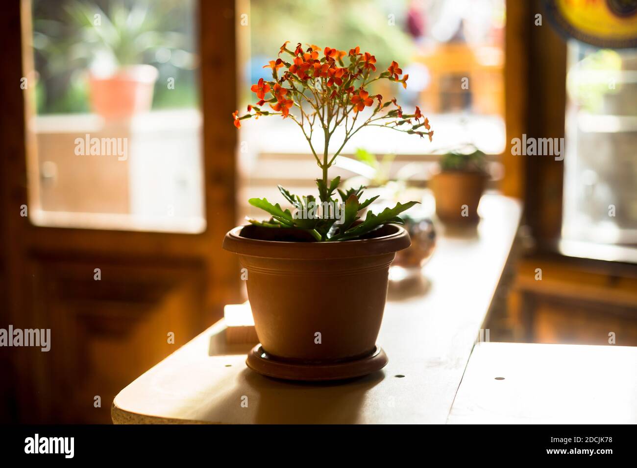 Nice flowering indoor plant in the flowerpot in coffee restaurant with ...