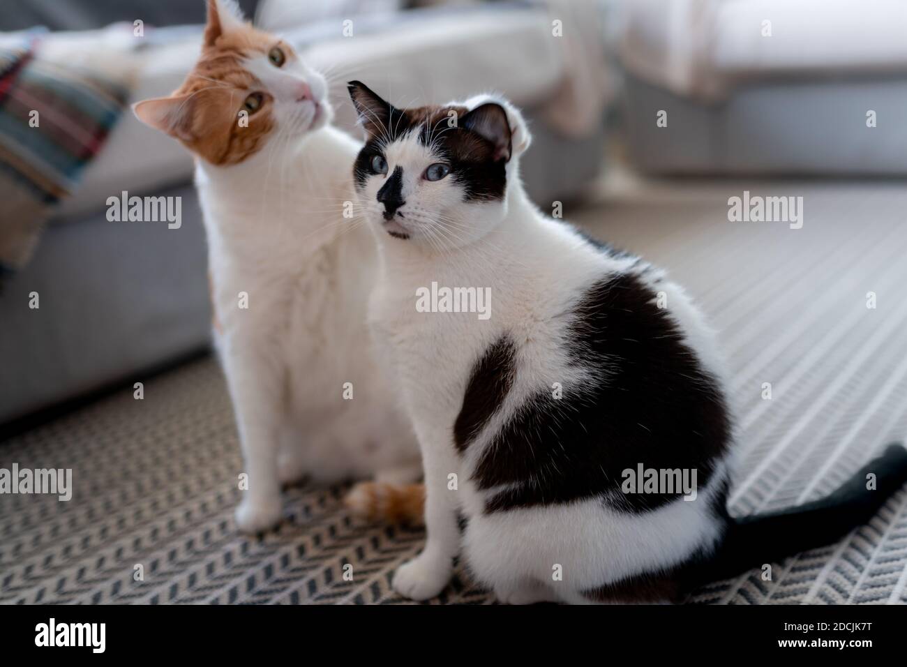 two domestic cats sitting on the carpet, play together Stock Photo - Alamy