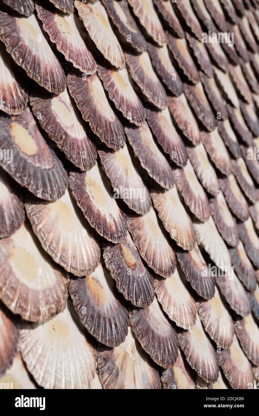 A vertical symmetrical shot of evenly laid out seashell texture ...