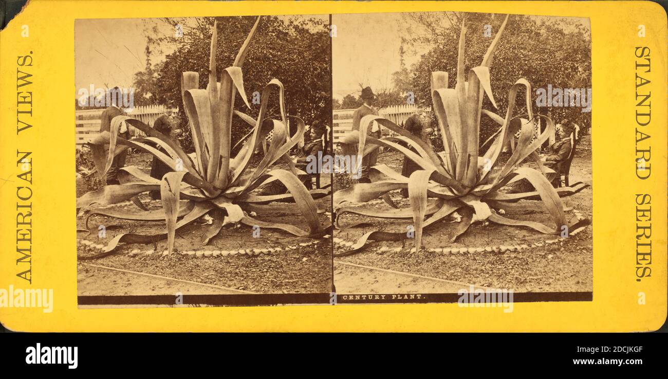 Century plant., still image, Stereographs, 1850 - 1930 Stock Photo - Alamy