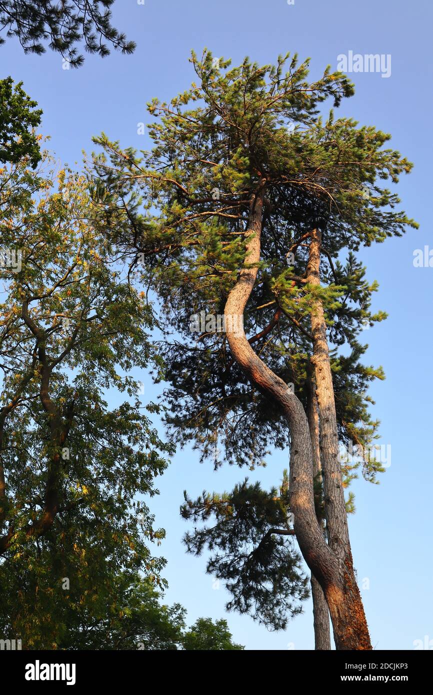 unusual shaped tree with blue sky, North Wales, UK Stock Photo - Alamy