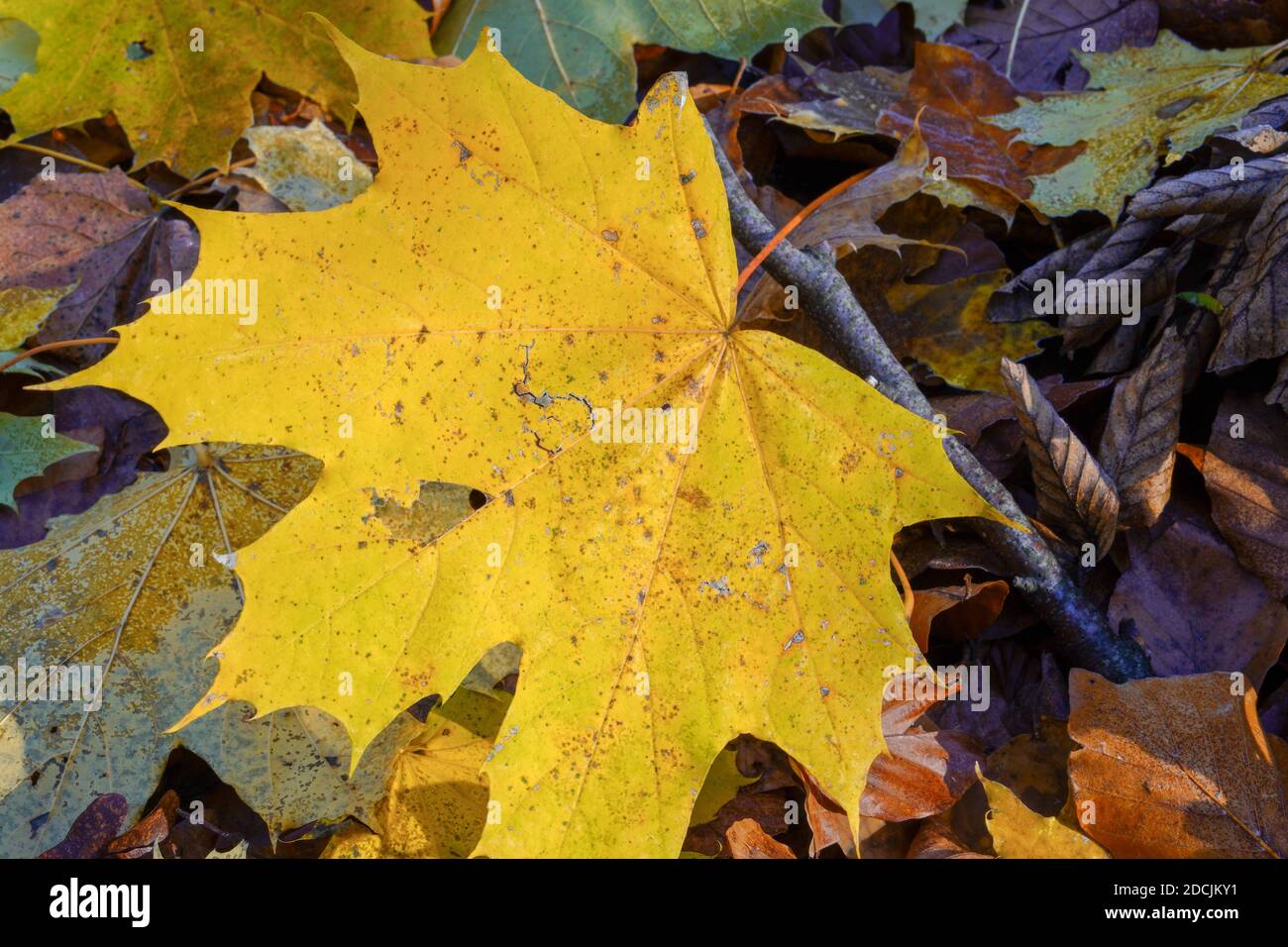 The beauty of autumn, a large yellow leaf Stock Photo - Alamy