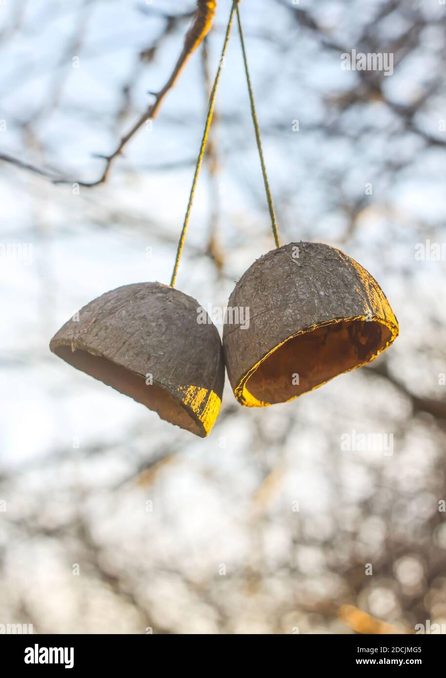 Coconut fruit shell hanging on a tree branch. Simple authentical decor ...