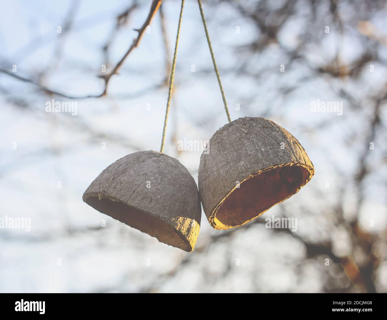 Coconut fruit shell hanging on a tree branch. Simple authentical decor ...