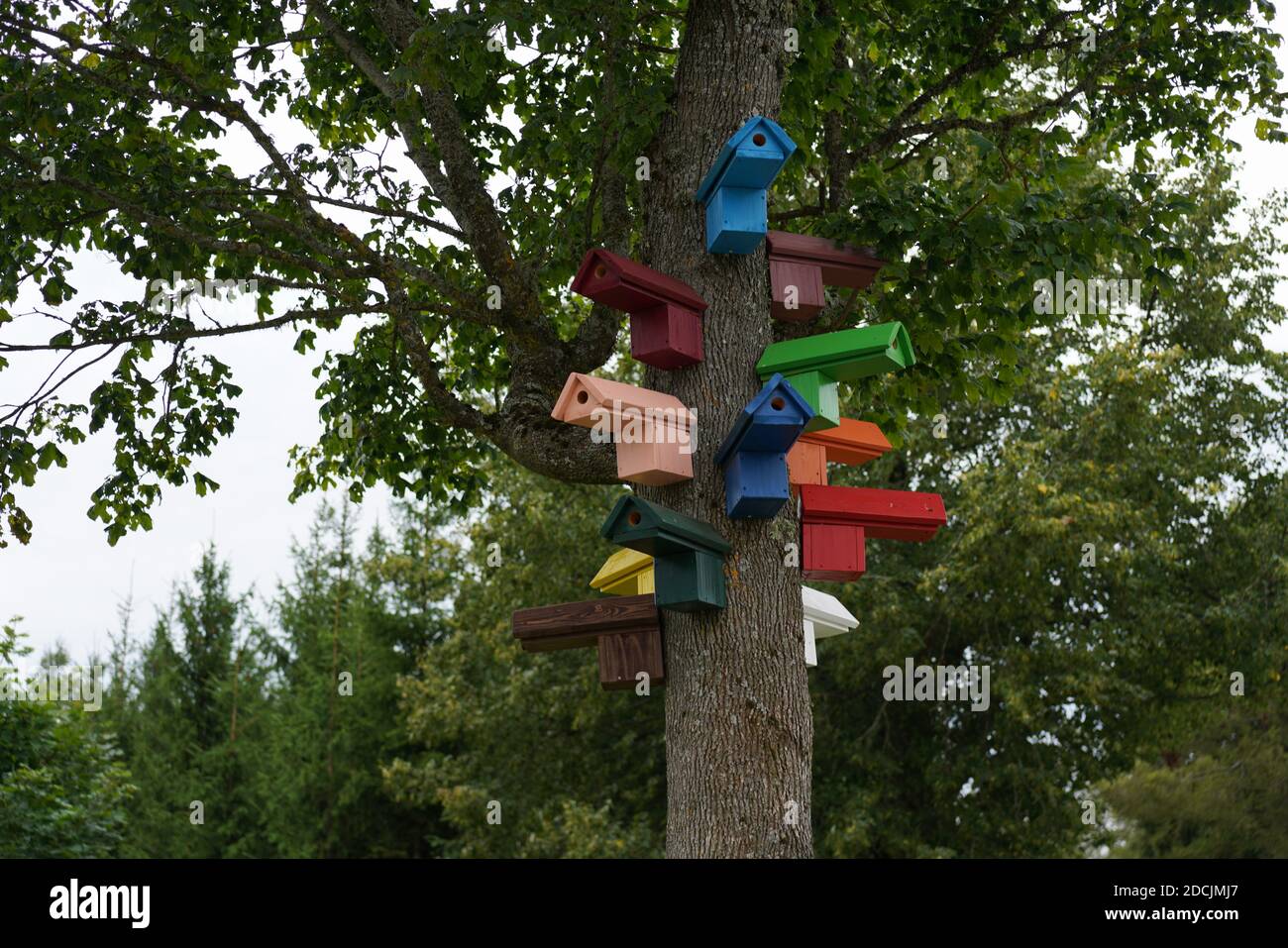 Colorful Wood Bird Nest on Tree Stock Photo - Alamy