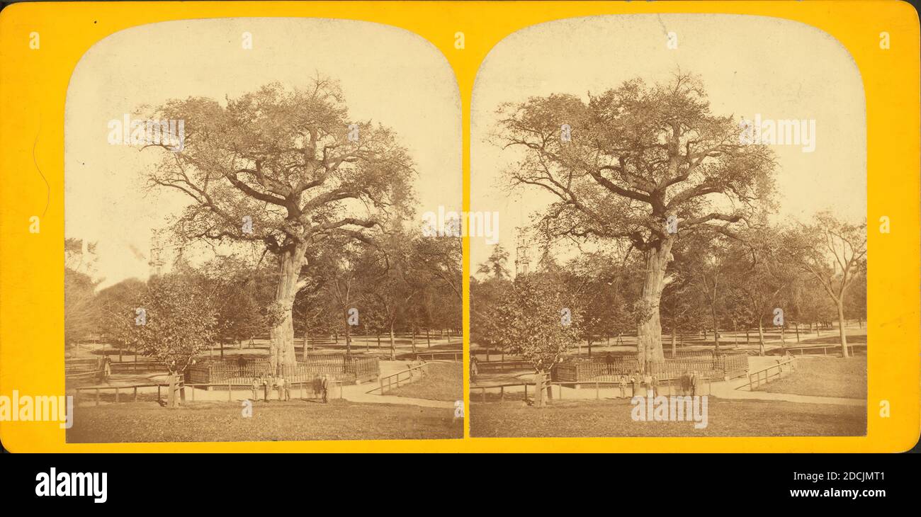 Old elm tree on Boston Common., still image, Stereographs, 1850 - 1930 ...