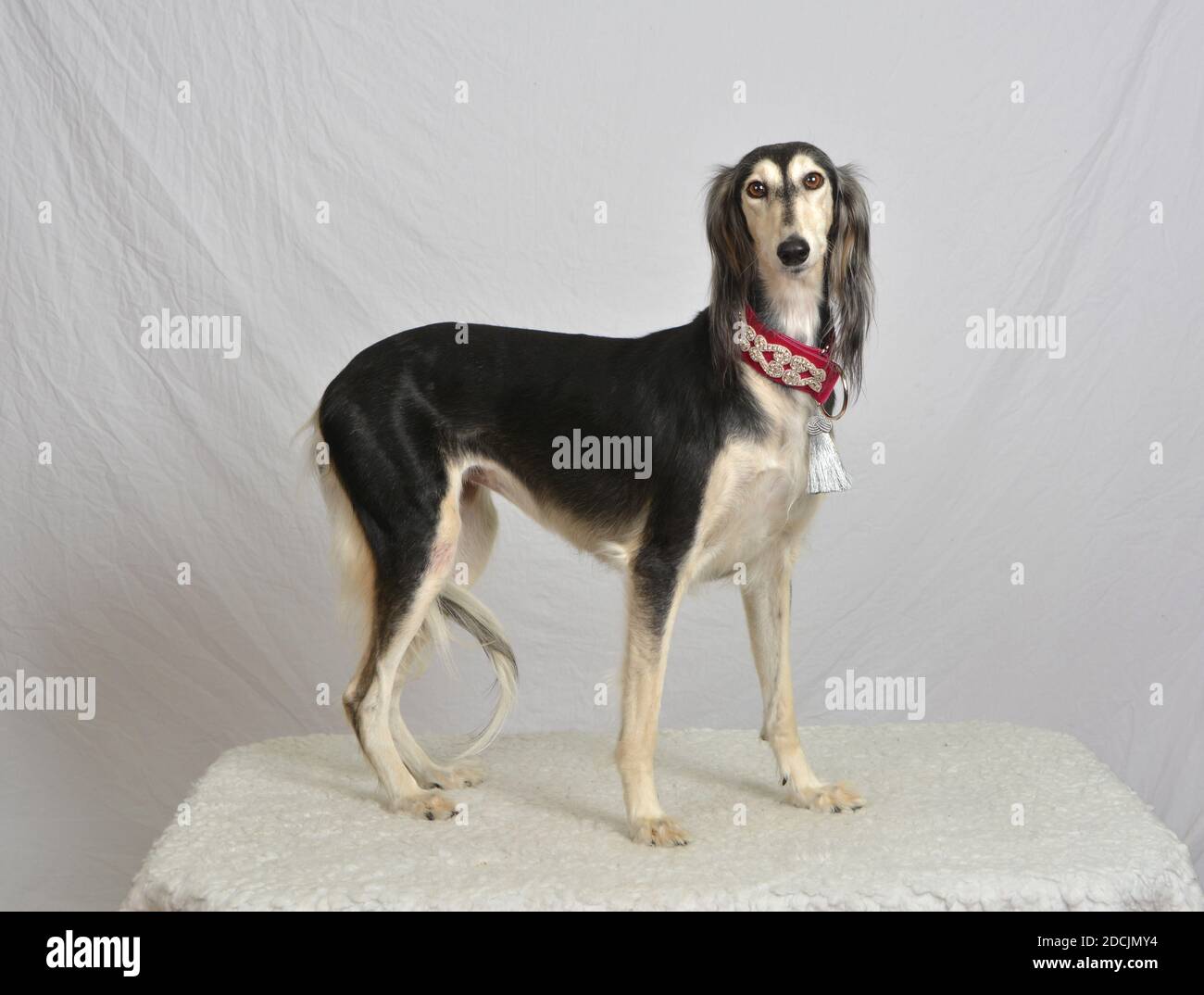 Beautiful black and white Saluki hound standing full length on a white ...