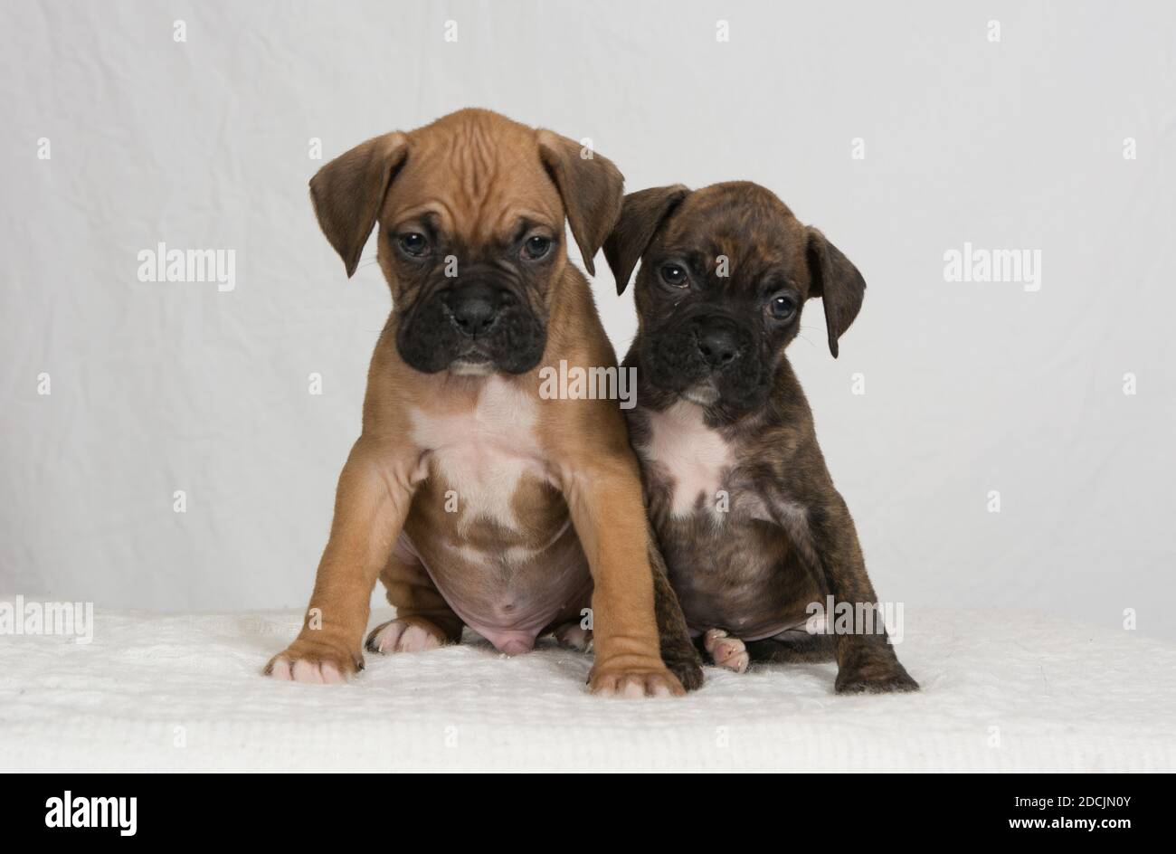 Boxer puppies hi-res stock photography and images - Alamy