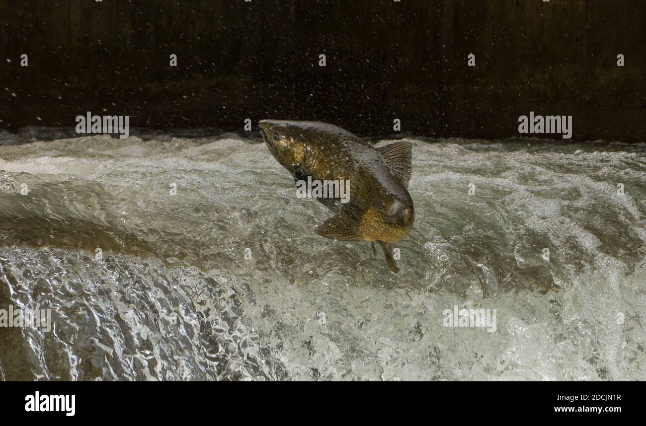 Chinook salmon fish scales hi-res stock photography and images - Alamy
