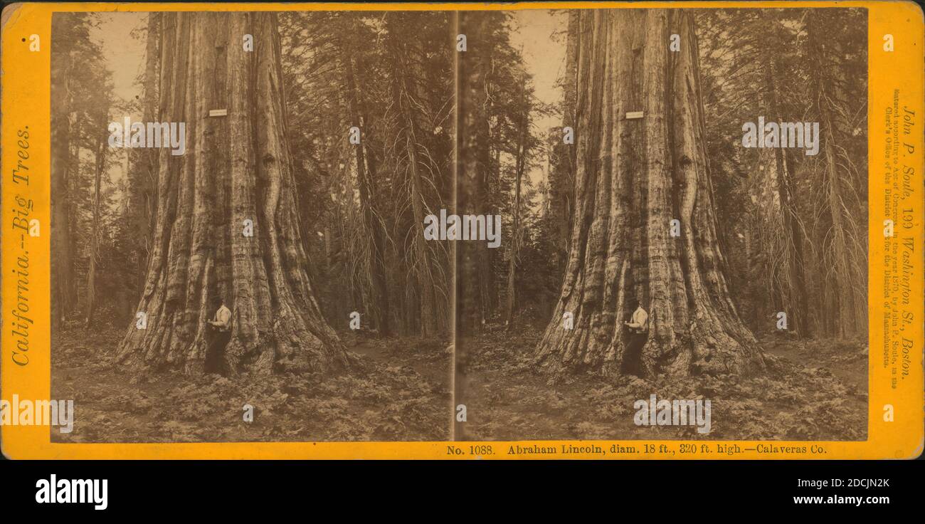 Abraham Lincoln, diam. 18 feet, 320 ft. high, Calaveras Co., still ...