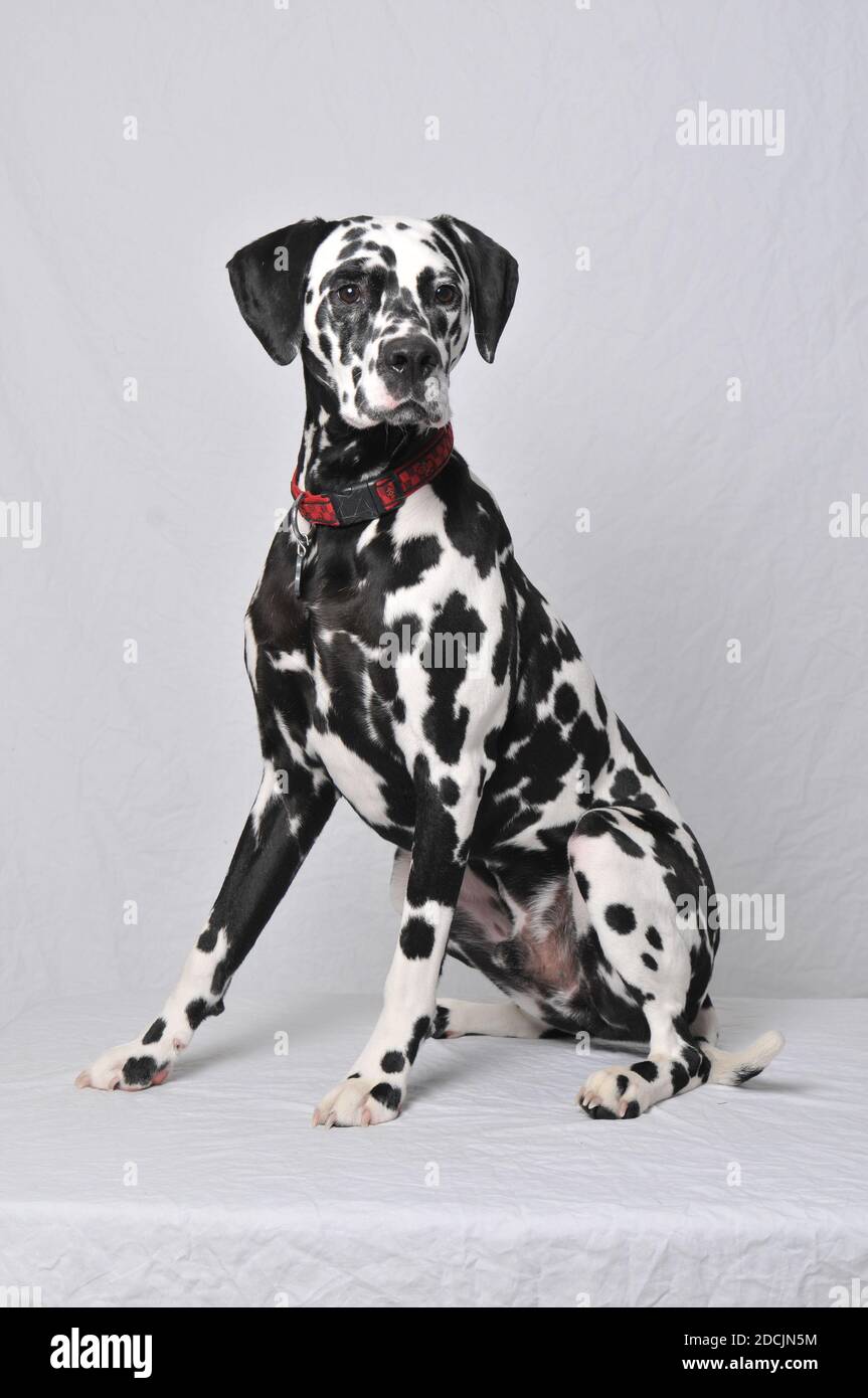 Dalmatian sitting full length on a white high key background Stock ...