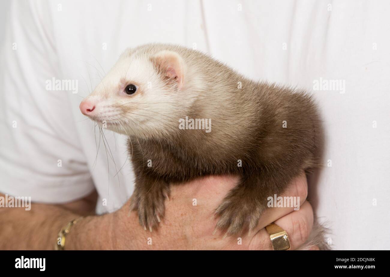 Man with ferret hi-res stock photography and images - Alamy