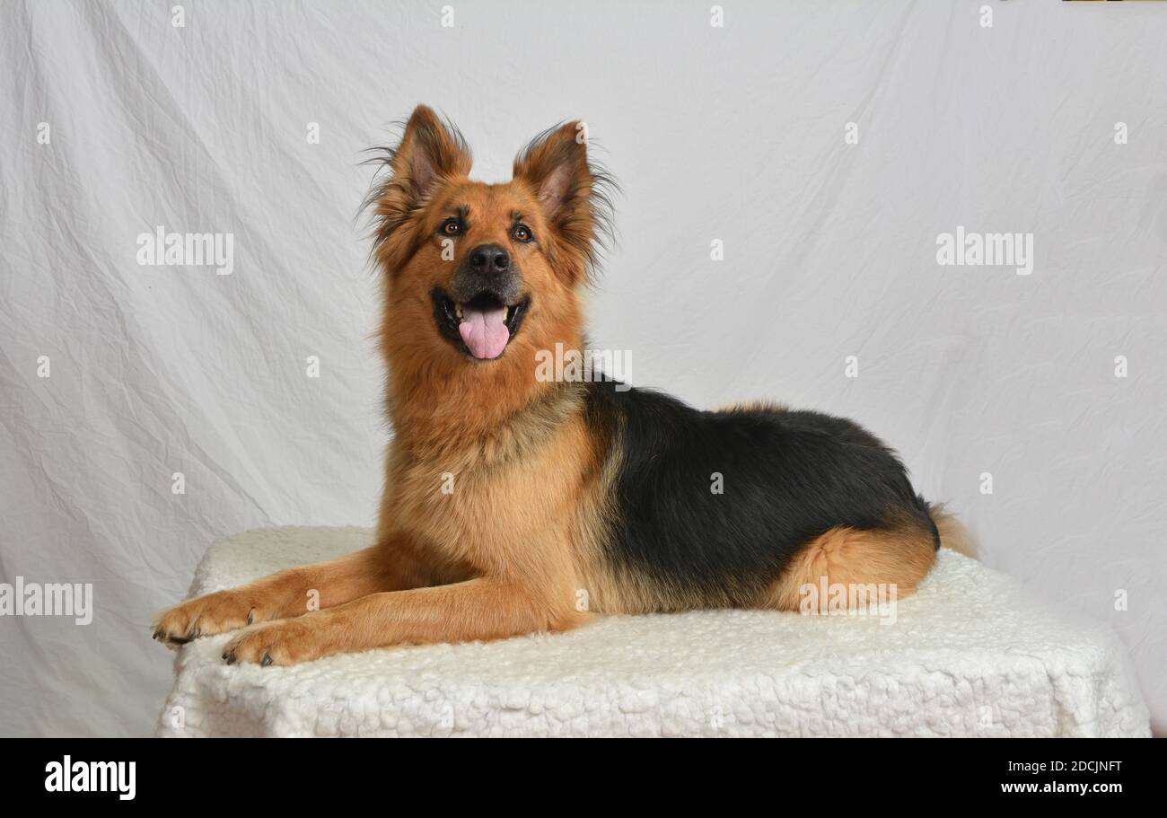 Long haired German Shepard with friendly looking smile, laying down on ...
