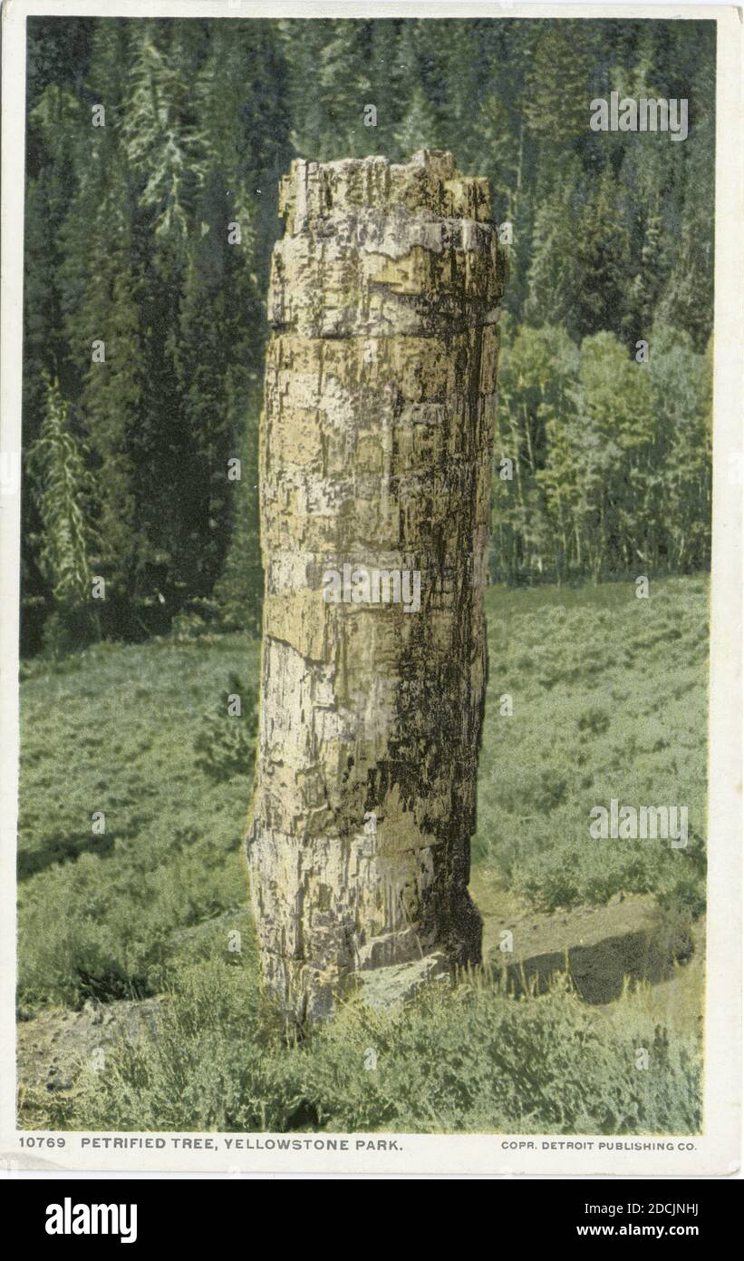 Petrified Tree, Yellowstone National Park, Wyo., still image, Postcards ...