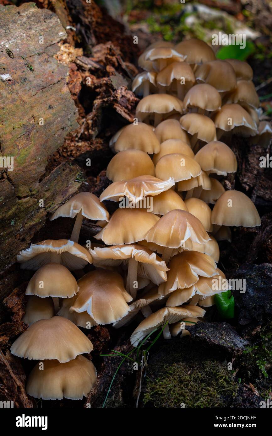 Parnitha mountain hi-res stock photography and images - Alamy