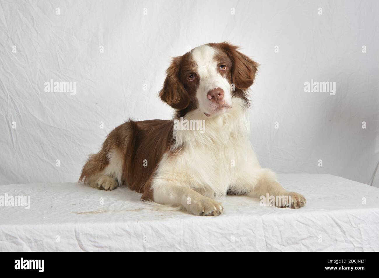 Nova Scotia Duck Toller laying down looking at the camera with a ...