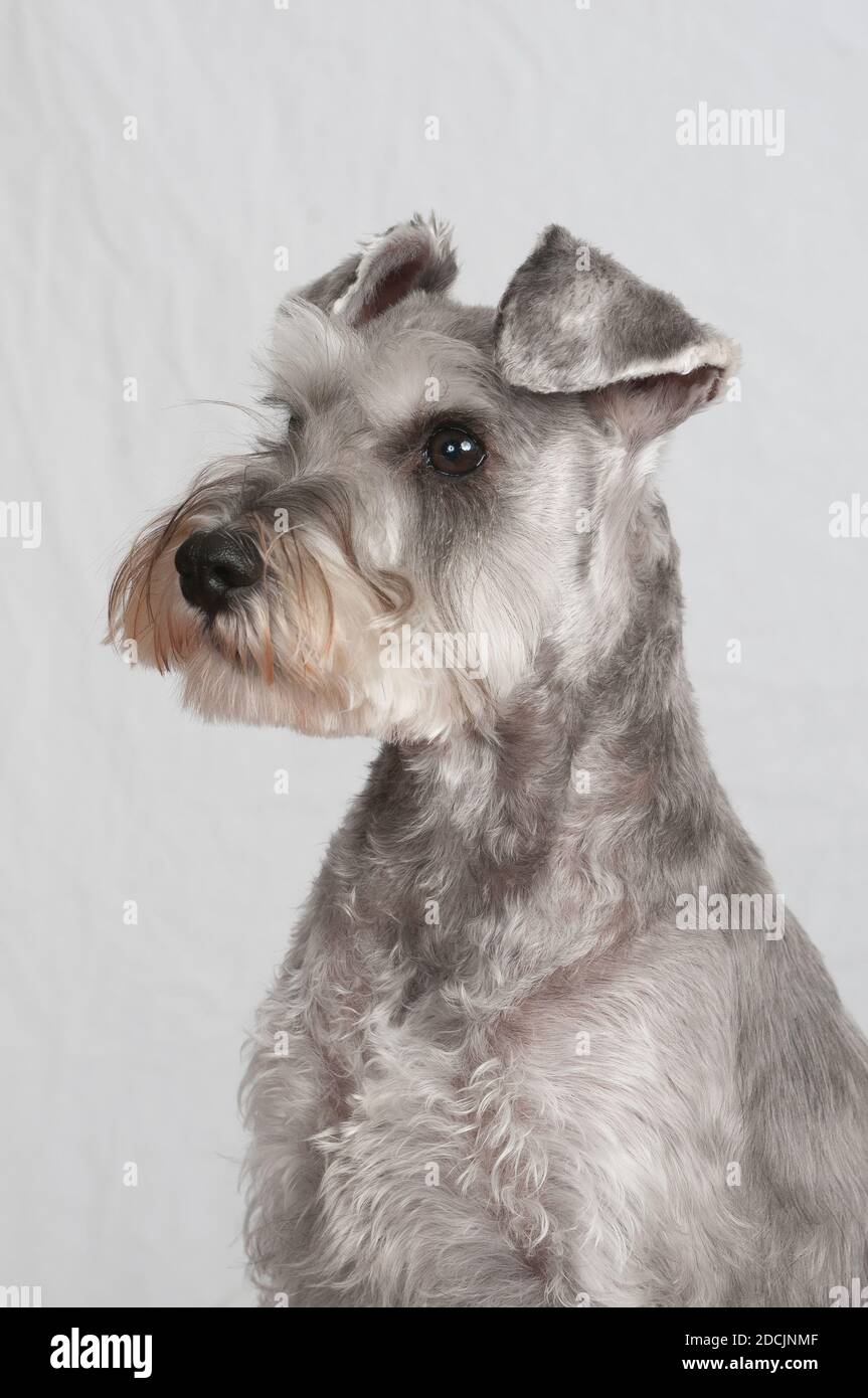 Gray and white Schnauzer head and shoulder looking away from the camera ...