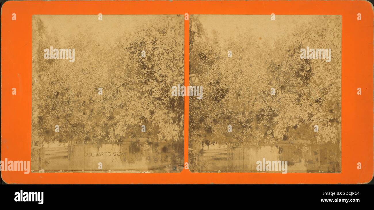 Col. Hart's grove, Palatka, Fla., still image, Stereographs, 1850 ...