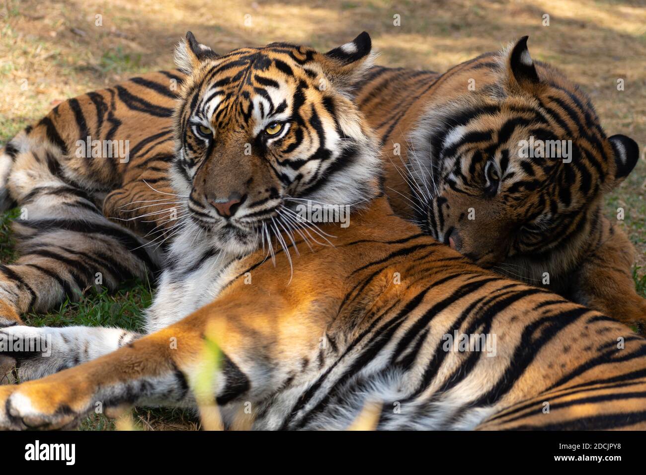 Sumatran tiger face tigers hi-res stock photography and images - Alamy