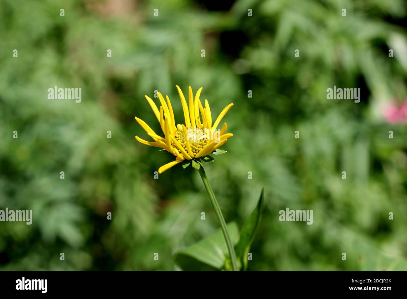 Hundred flower garden hi-res stock photography and images - Alamy