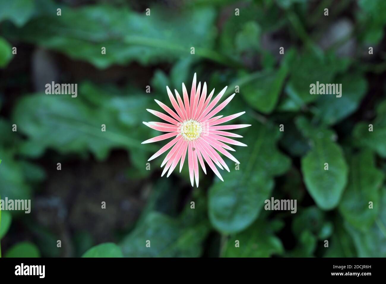 One pink Babandesiya flower in garden Stock Photo - Alamy