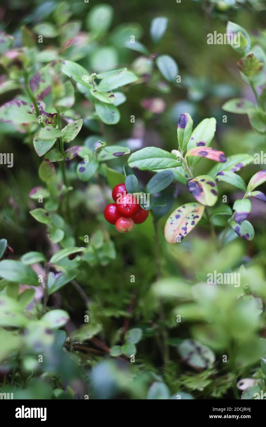 Fresh ripe red cranberries growing in the forest Stock Photo - Alamy