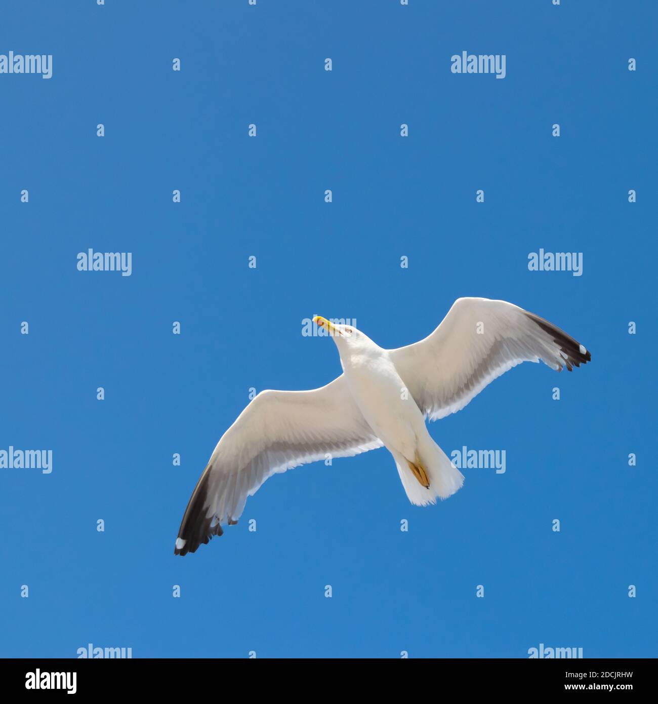 Comun seagull hi-res stock photography and images - Alamy