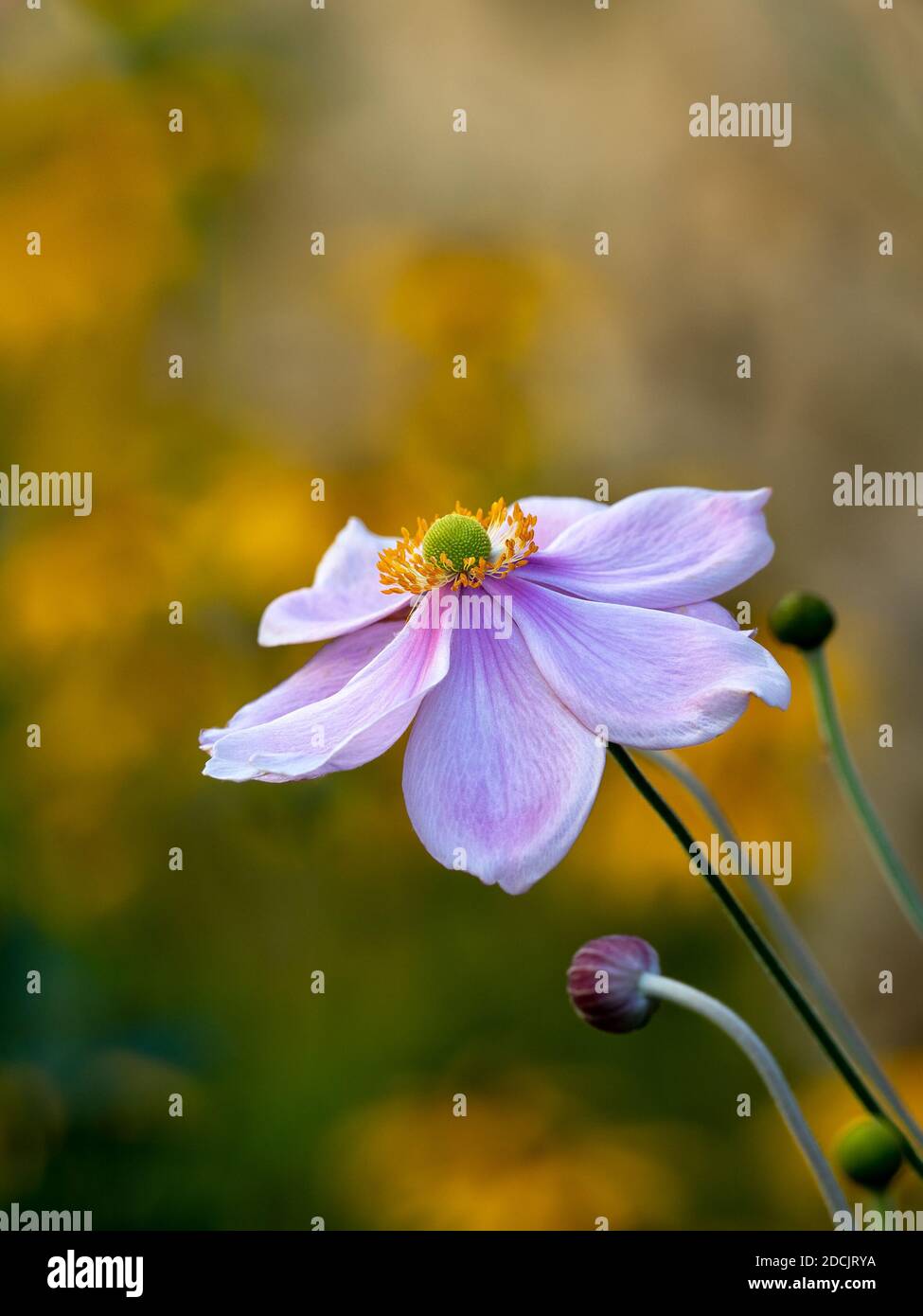 Closeup of Violet flower of Japanese anemone (Anemone × hybrida ...