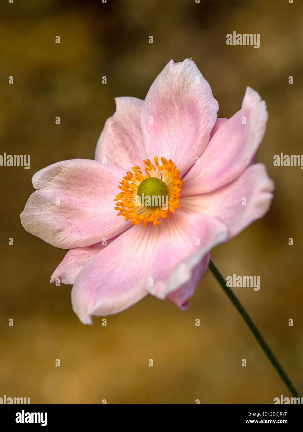 Closeup of Violet flower of Japanese anemone (Anemone × hybrida ...