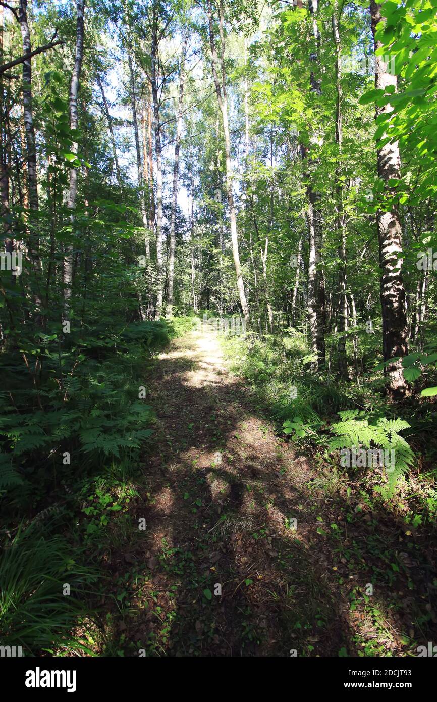 Summer forest in sunset light Stock Photo - Alamy