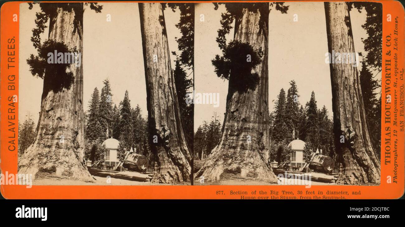 Section of the Big Tree, 30 feet in diameter, and House over the Stump ...