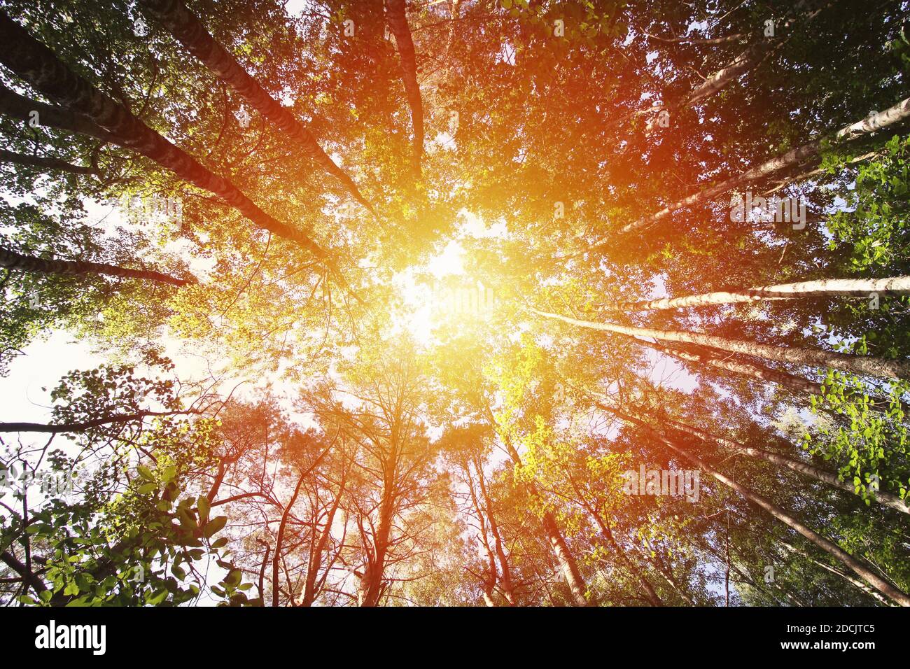 Tree tops in sunlight. Summer forest Stock Photo - Alamy