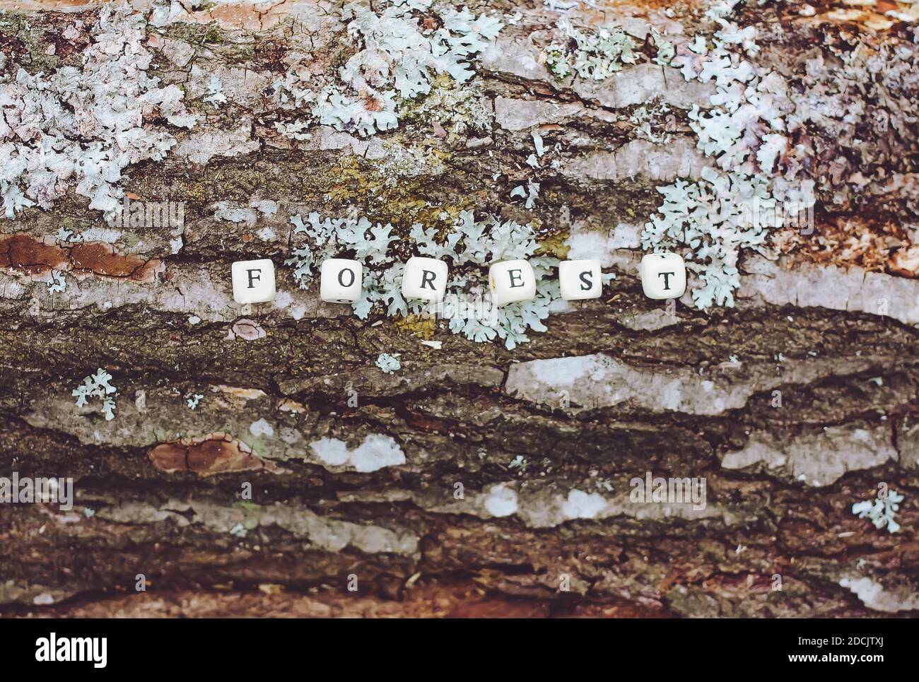 Word forest of wooden alphabet beads on a tree bark rough surface in ...