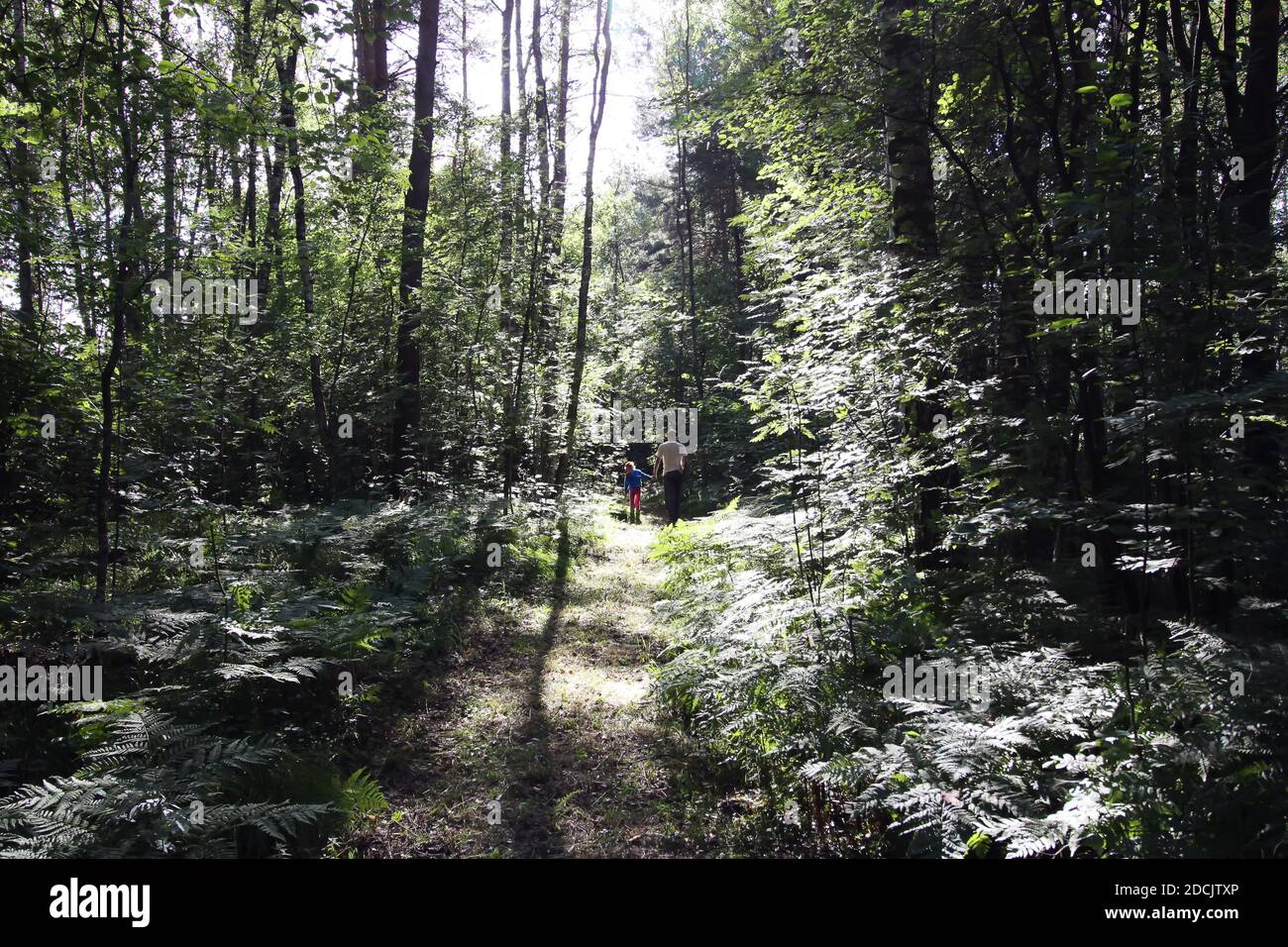 Summer forest in Europe. Nature in countryside. Green fern wild plants ...